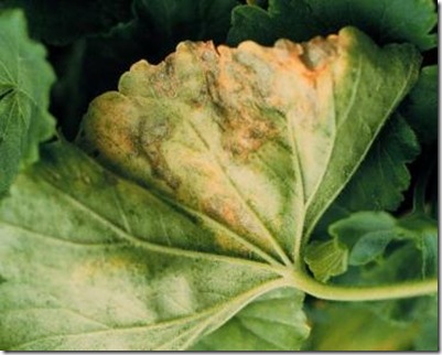 Gerani e Pelargoni, che passione: L'Edema